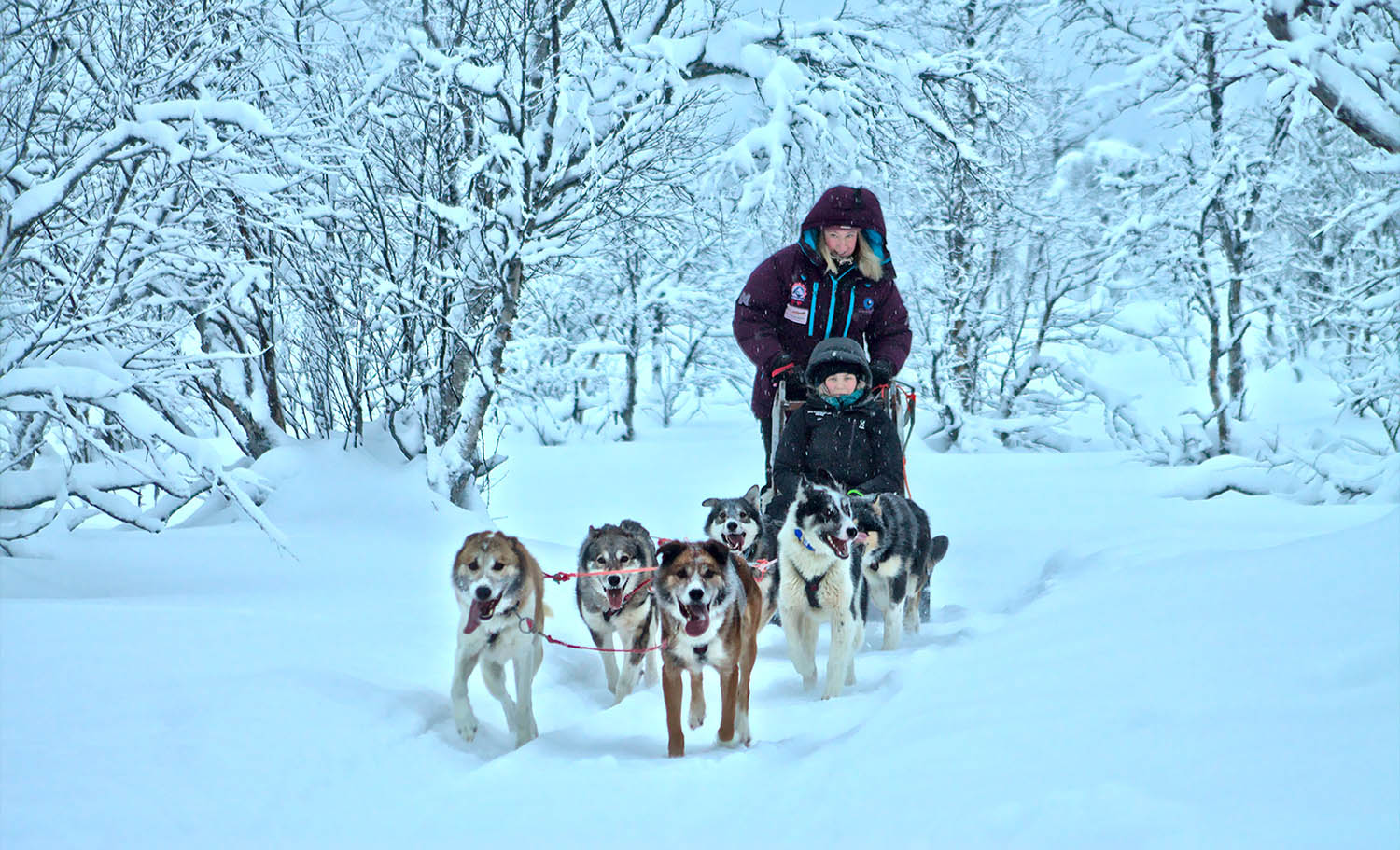 Kör ditt eget hundspann - Kiruna Lappland