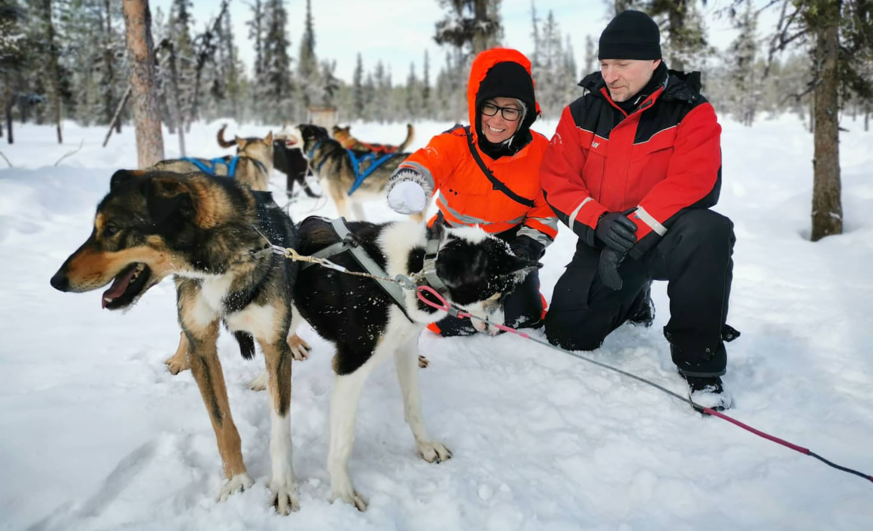 Kör ditt eget hundspann på dagstur med Alaskan Huskies - Kiruna Lappland