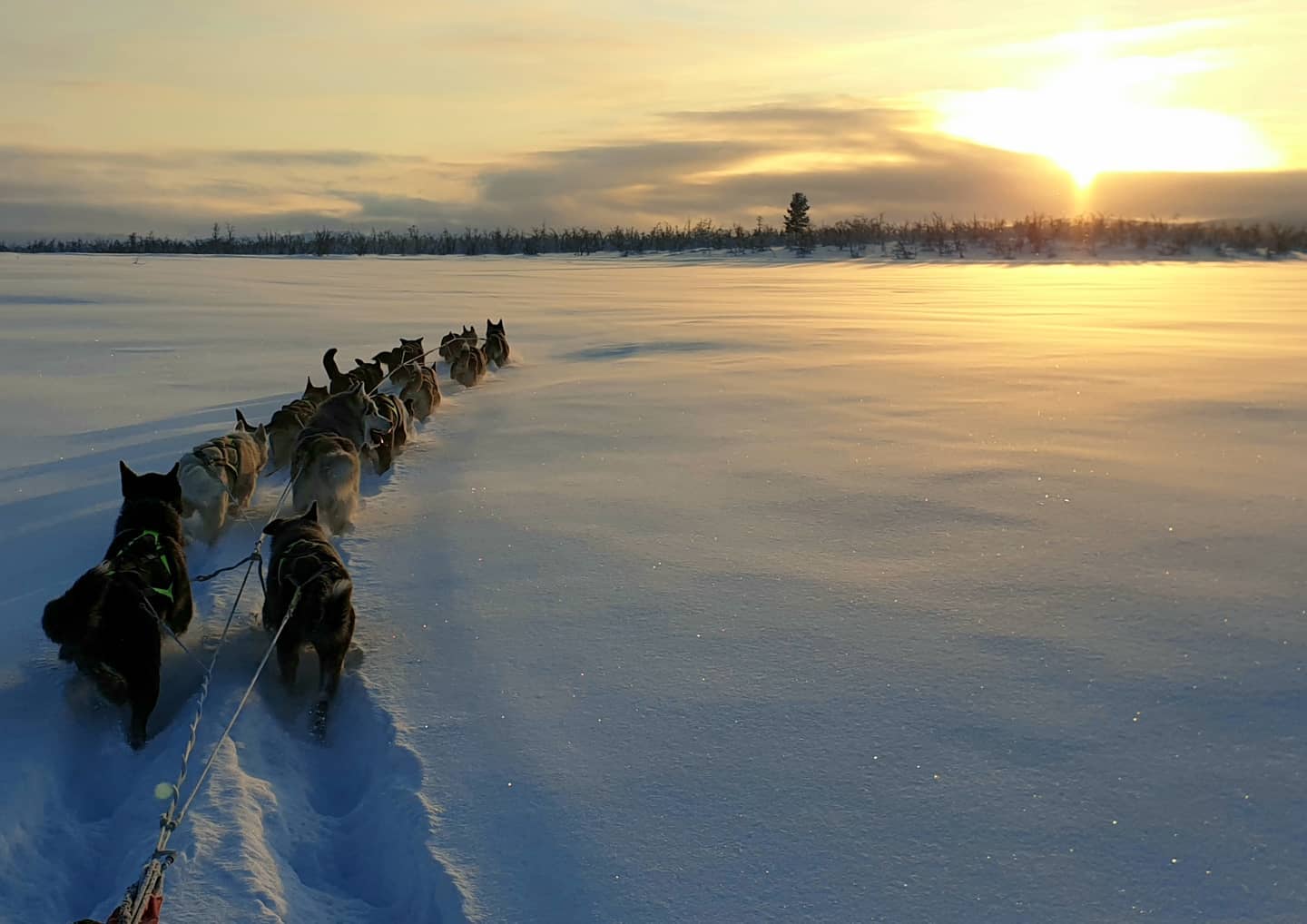 Fikatur - kör ditt eget hundspann eller var passagerare - Kiruna Lappland