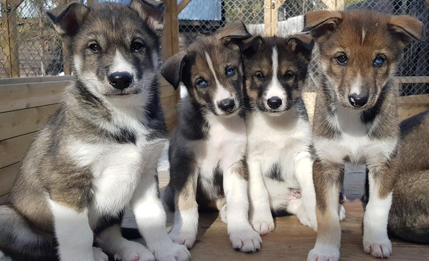 Kennelbesök med Husky Voice - Kiruna Lappland