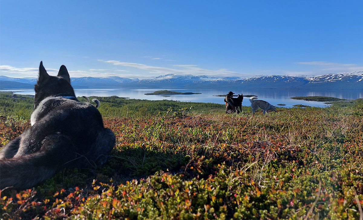 Panorama View - Husky Hike - Kiruna Lappland
